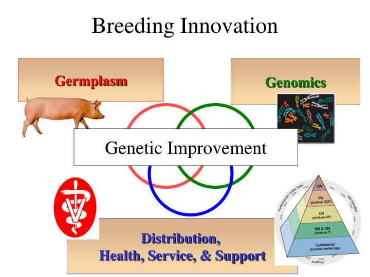 PPT - From marker assisted selection to whole genomic selection in pig ...