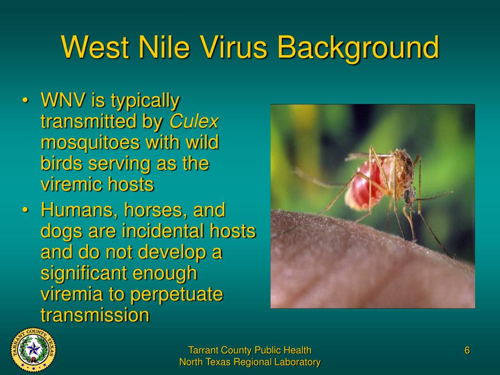PPT - Six Years of West Nile Virus in Tarrant County, Texas PowerPoint ...