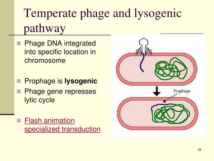 PPT - Why do we care about homologous recombination? PowerPoint ...