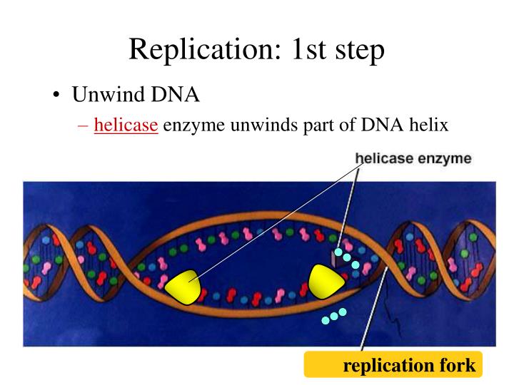 PPT - DNA Replication PowerPoint Presentation - ID:3394284