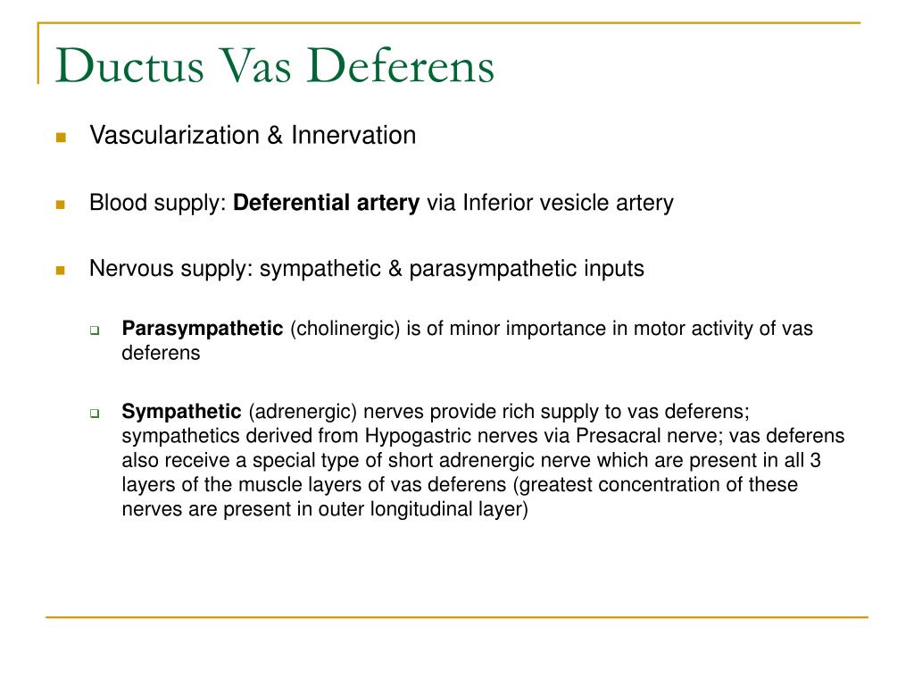 PPT - Male Reproductive Physiology PowerPoint Presentation, free ...