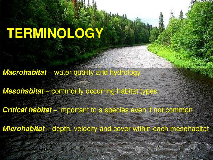 PPT - TERMINOLOGY PowerPoint Presentation, free download - ID:3394621