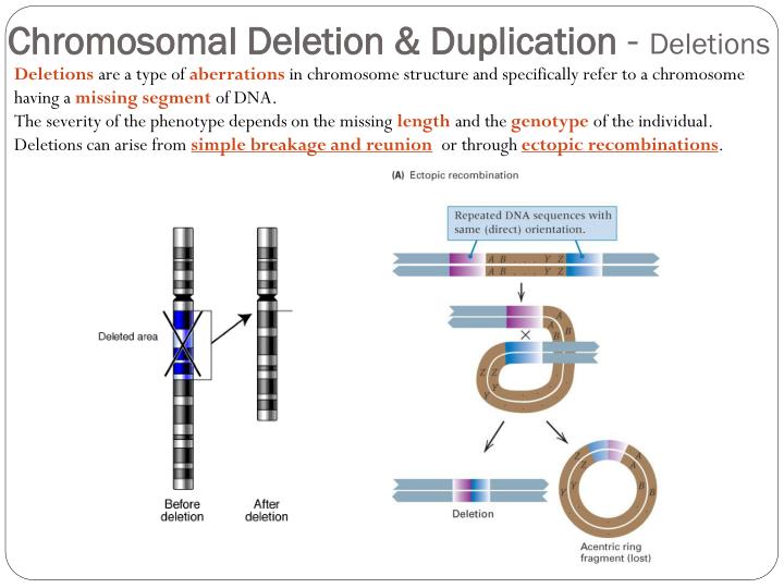 PPT - Human Karyotypes and Chromosomes Behavior PowerPoint Presentation ...