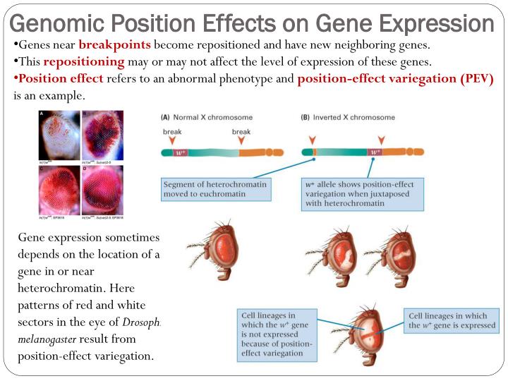 PPT - Human Karyotypes and Chromosomes Behavior PowerPoint Presentation ...