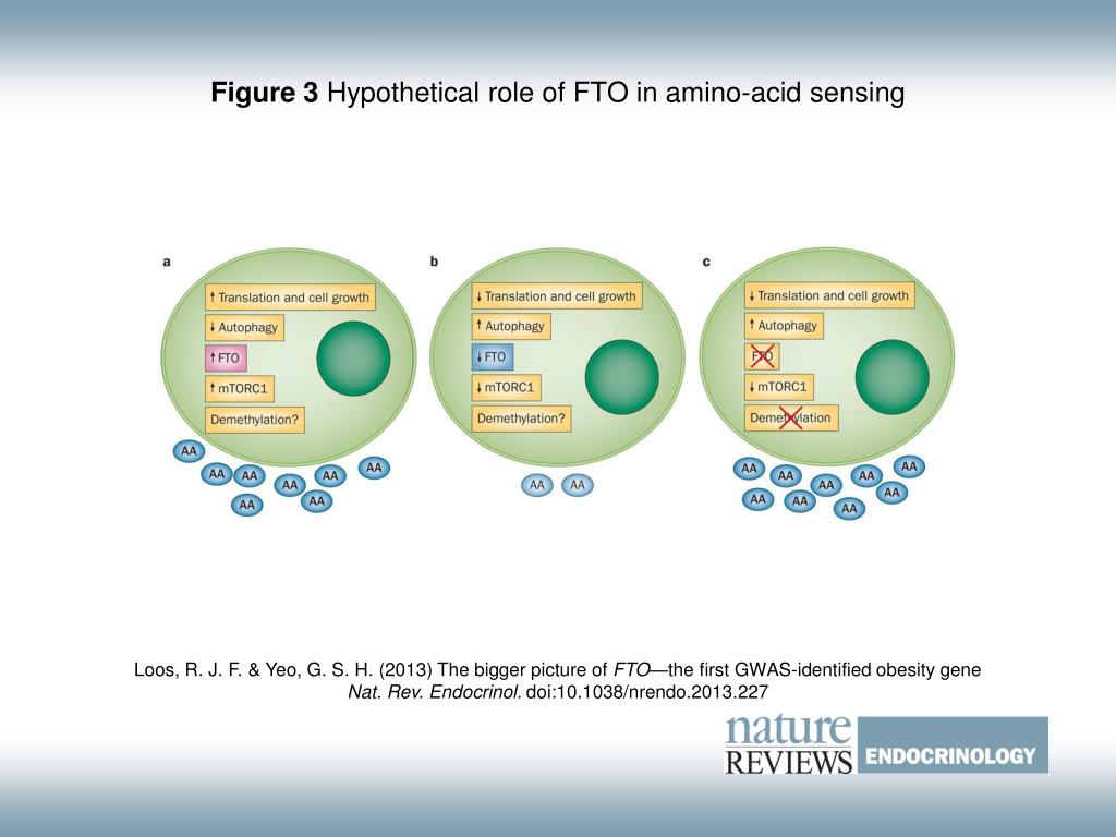 PPT - Figure 3 Hypothetical role of FTO in amino-acid sensing ...