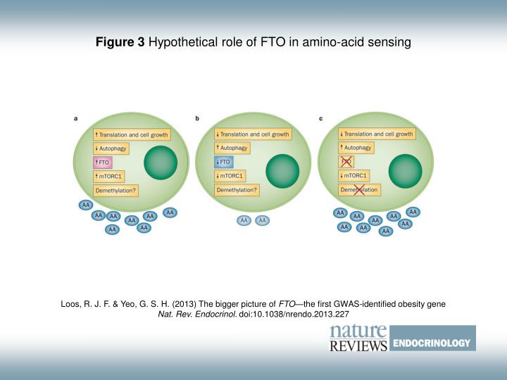 PPT - Figure 3 Hypothetical role of FTO in amino-acid sensing ...