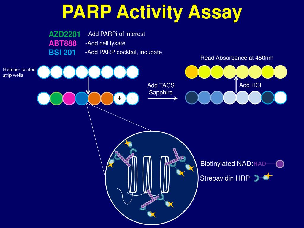 PPT - PARP Inhibitors for the treatment of MPNST PowerPoint ...