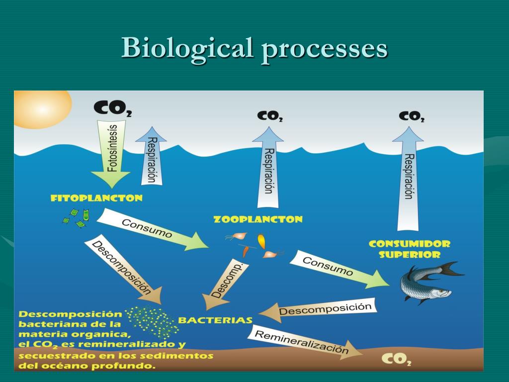 PPT - Coastal, Ocean, and Land Linkages in North American Carbon Cycle ...