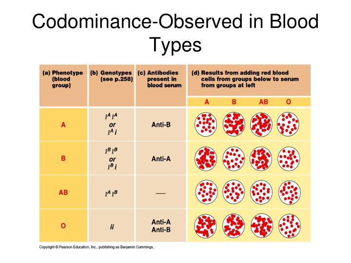 PPT - Oogenesis PowerPoint Presentation - ID:3397662