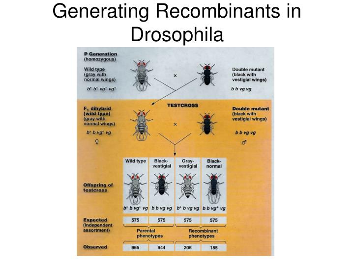 PPT - Oogenesis PowerPoint Presentation - ID:3397662