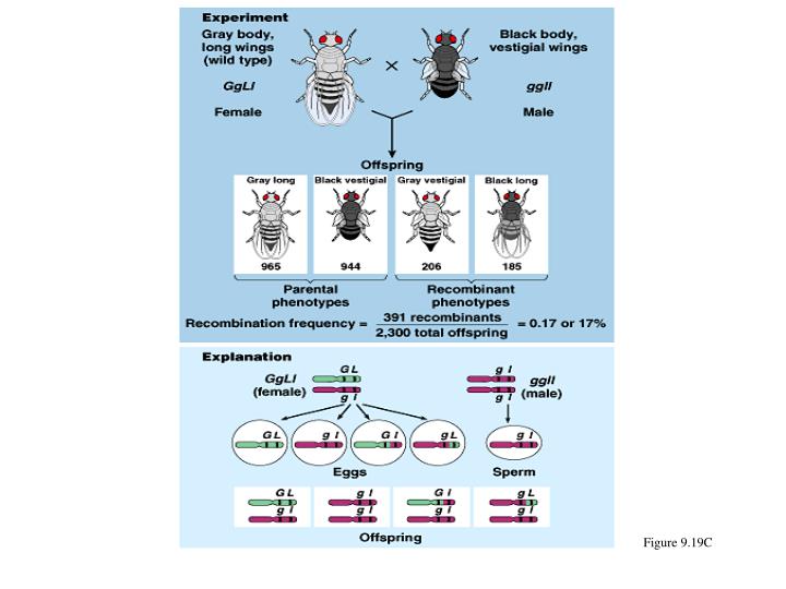 PPT - Oogenesis PowerPoint Presentation - ID:3397662