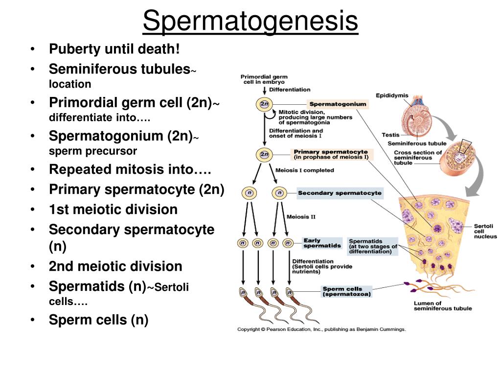 Ppt Oogenesis Powerpoint Presentation Free Download Id 3397662