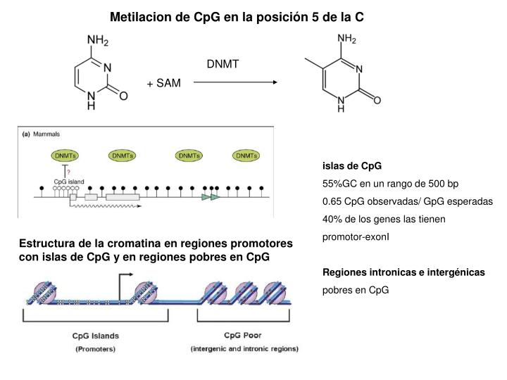 PPT - Estructura de la cromatina en regiones promotores con islas de ...