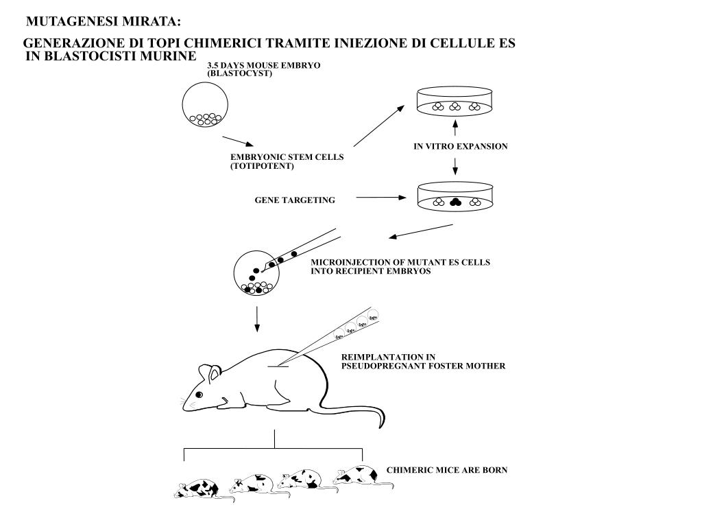 PPT - Animali transgenici: concetti e applicazioni in biomedicina ...
