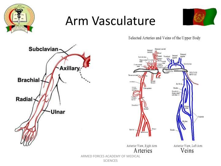 PPT - Cardiovascular Anatomy and Physiology PowerPoint Presentation ...