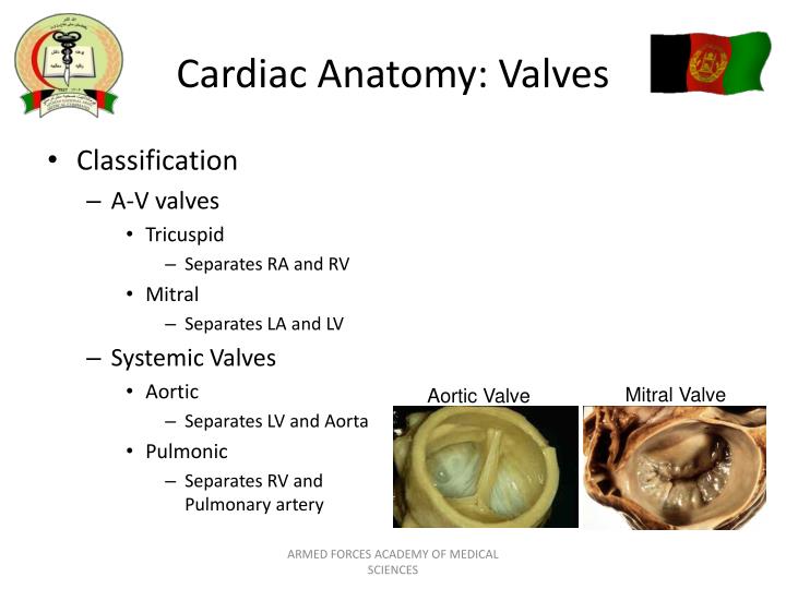PPT - Cardiovascular Anatomy and Physiology PowerPoint Presentation ...