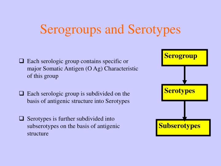 PPT - Shigella spp Isolation and Serotyping PowerPoint Presentation ...