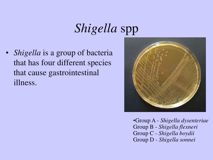 PPT - Shigella spp Isolation and Serotyping PowerPoint Presentation - ID:3399465