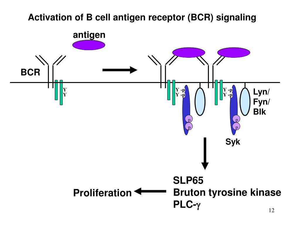 PPT - B Cell repertoire - role of B cell antigen receptors (BCR ...