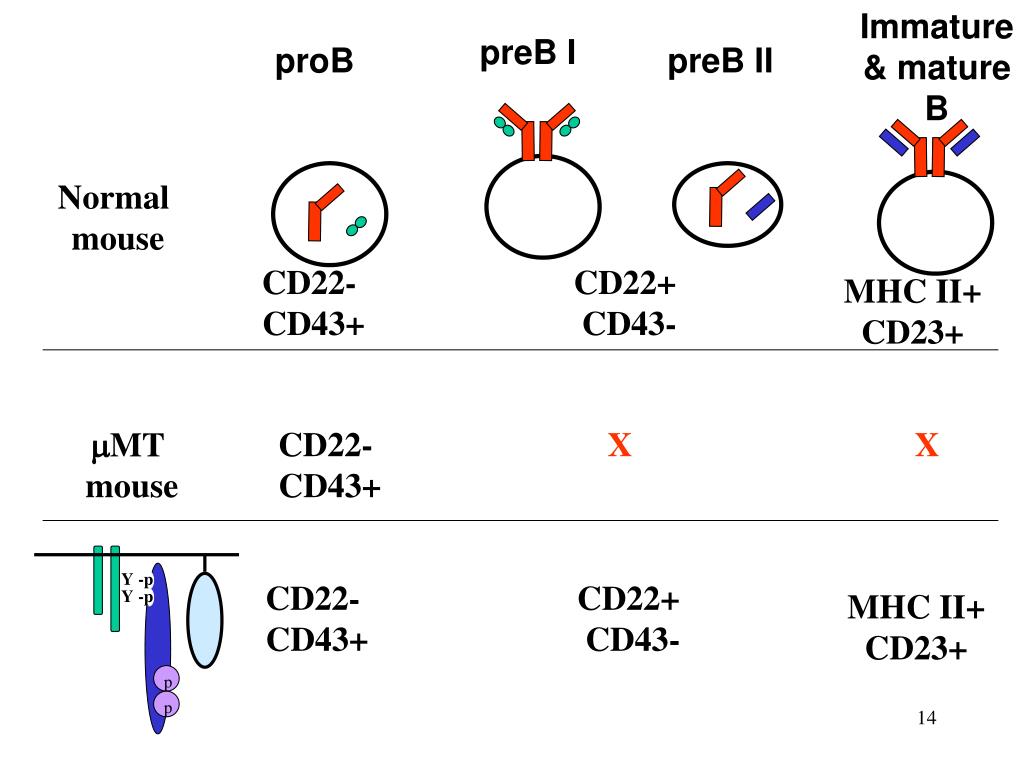 PPT - B Cell repertoire - role of B cell antigen receptors (BCR ...