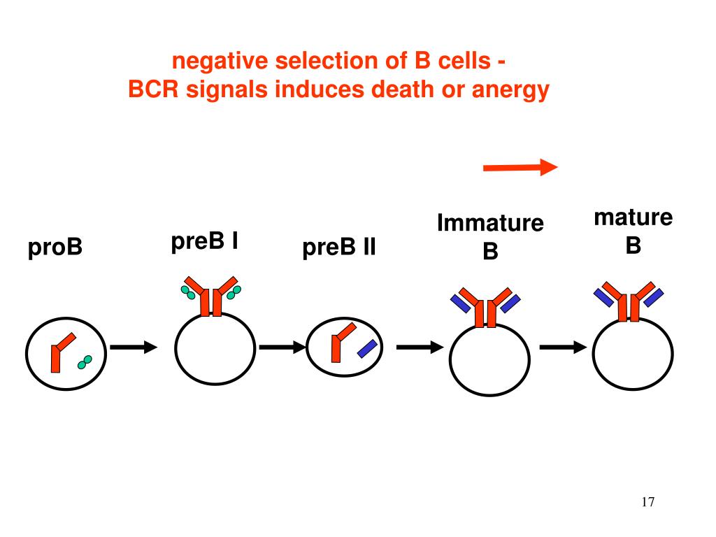 PPT - B Cell repertoire - role of B cell antigen receptors (BCR ...