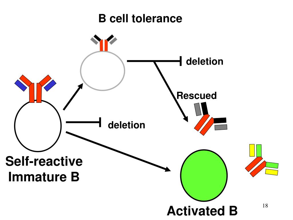 PPT - B Cell repertoire - role of B cell antigen receptors (BCR ...