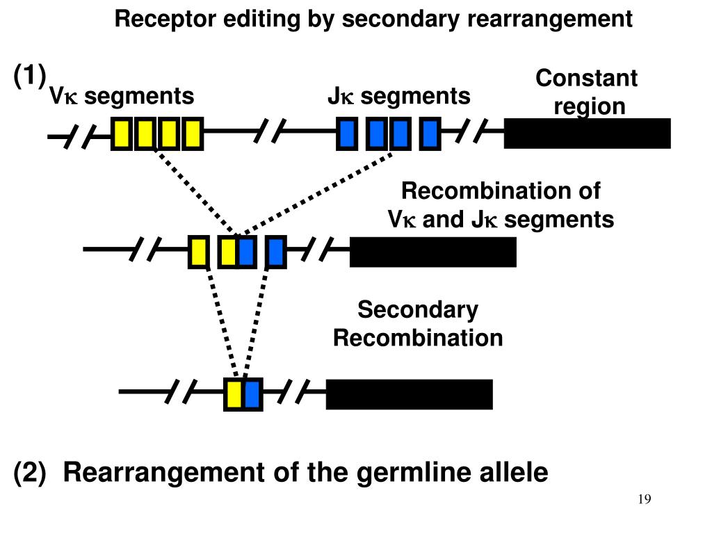 PPT - B Cell repertoire - role of B cell antigen receptors (BCR ...