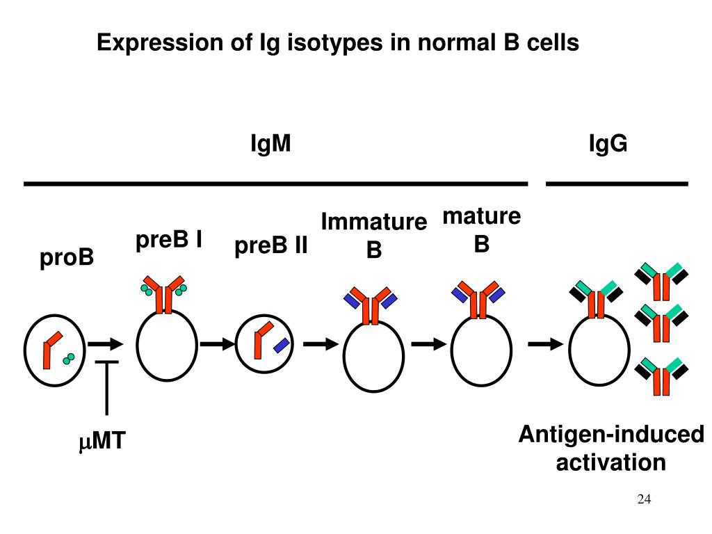PPT - B Cell repertoire - role of B cell antigen receptors (BCR ...