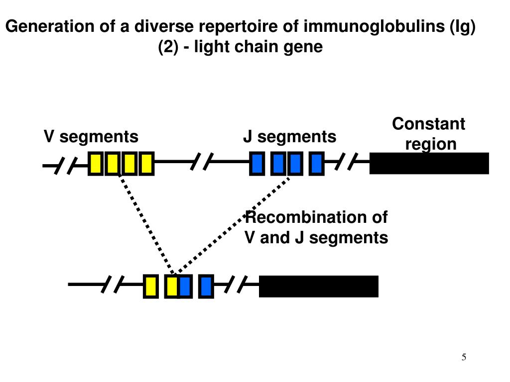 PPT - B Cell repertoire - role of B cell antigen receptors (BCR ...