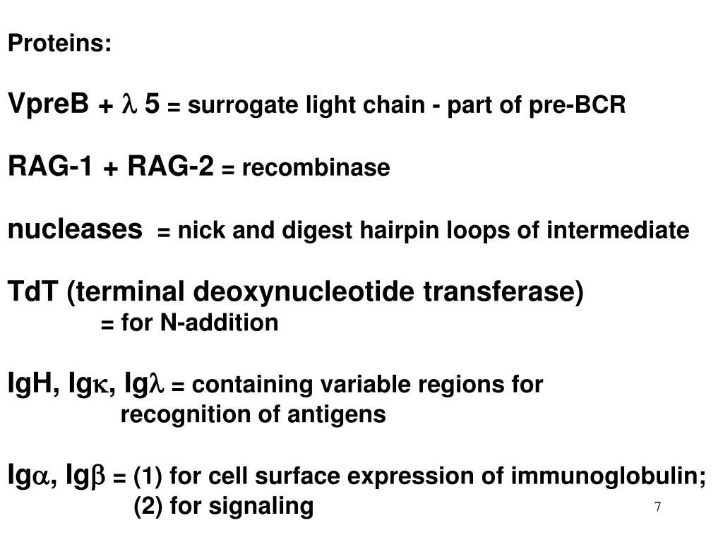PPT - B Cell repertoire - role of B cell antigen receptors (BCR ...