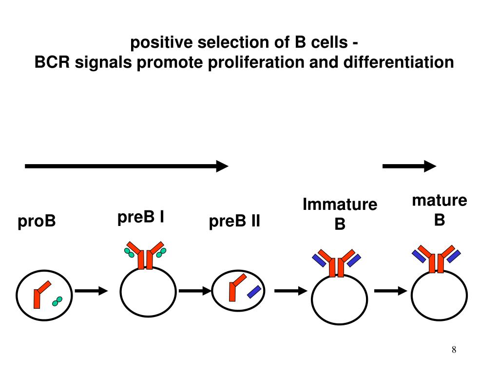 PPT - B Cell repertoire - role of B cell antigen receptors (BCR ...