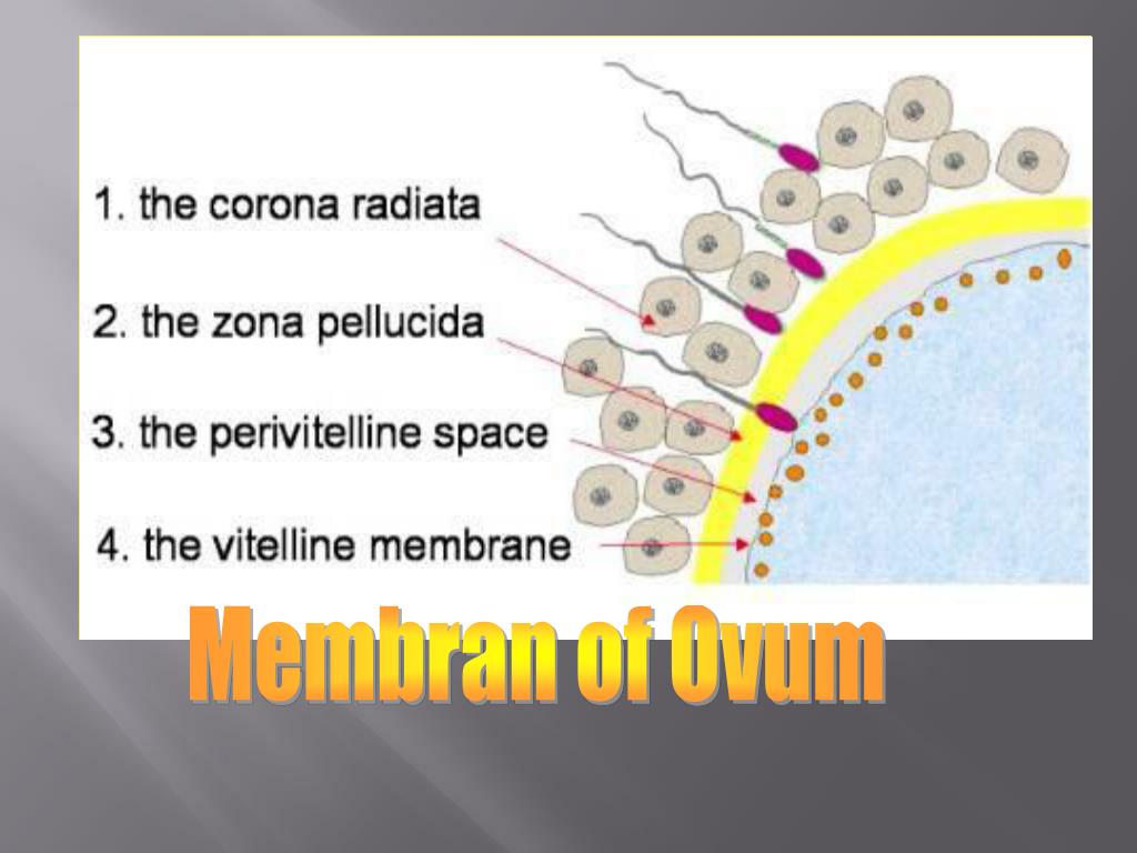 PPT - ANATOMI ALAT KELAMIN BETINA PowerPoint Presentation, free ...