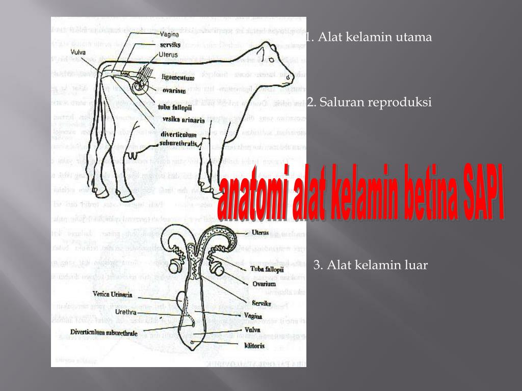 PPT - ANATOMI ALAT KELAMIN BETINA PowerPoint Presentation, free ...