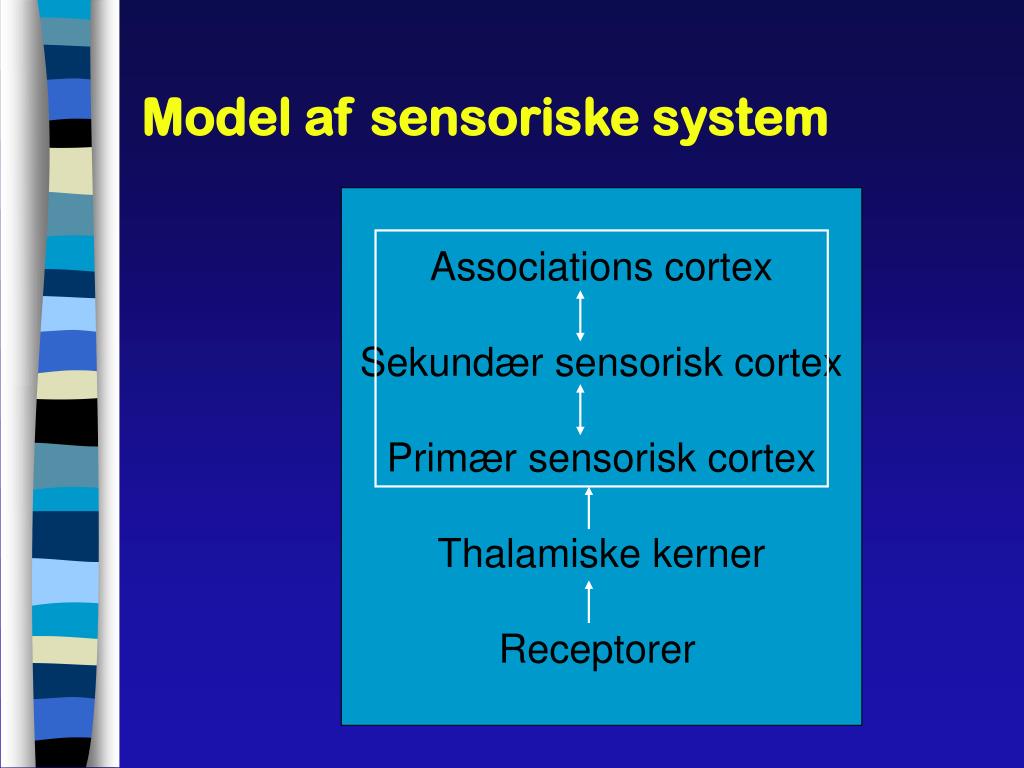 PPT - Neurofysiologi / Anatomi PowerPoint Presentation, free download ...