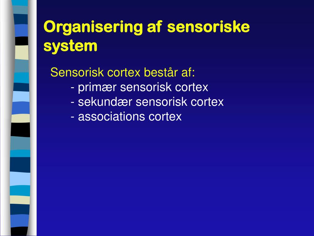 PPT - Neurofysiologi / Anatomi PowerPoint Presentation, free download ...