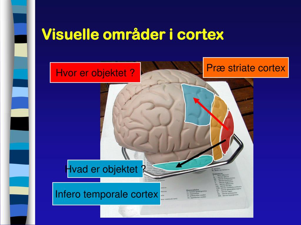 PPT - Neurofysiologi / Anatomi PowerPoint Presentation, free download ...
