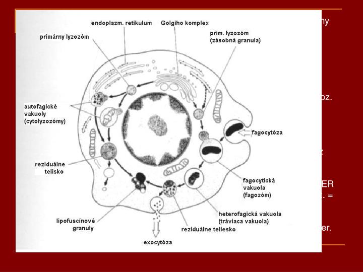 PPT - 1/ GER 2/ GA 3/ primárny lyzozóm 4/ exocytóza lyzozómov 5 ...