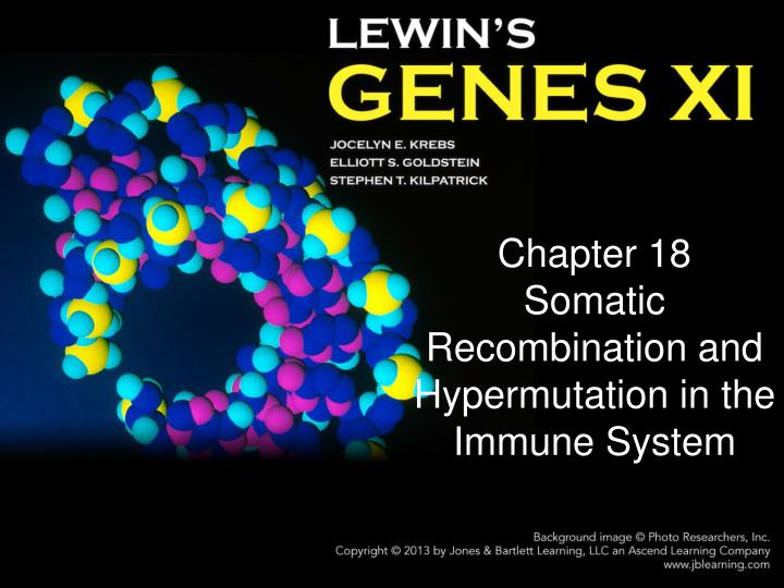PPT - Chapter 18 Somatic Recombination and Hypermutation in the Immune ...