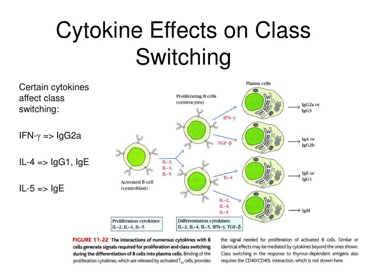 PPT - Immunoglobulin Gene Organization and Expression PowerPoint ...
