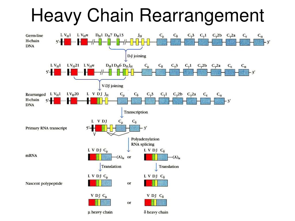 PPT - Immunoglobulin Gene Organization and Expression PowerPoint ... PPT - Immunoglobulin Gene Organization and Expression PowerPoint ...