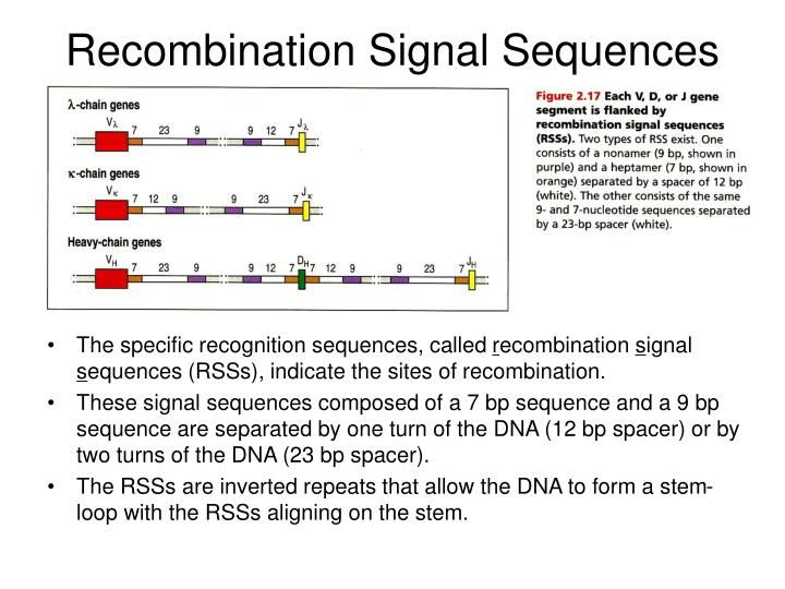 PPT - Immunoglobulin Gene Organization and Expression PowerPoint ...