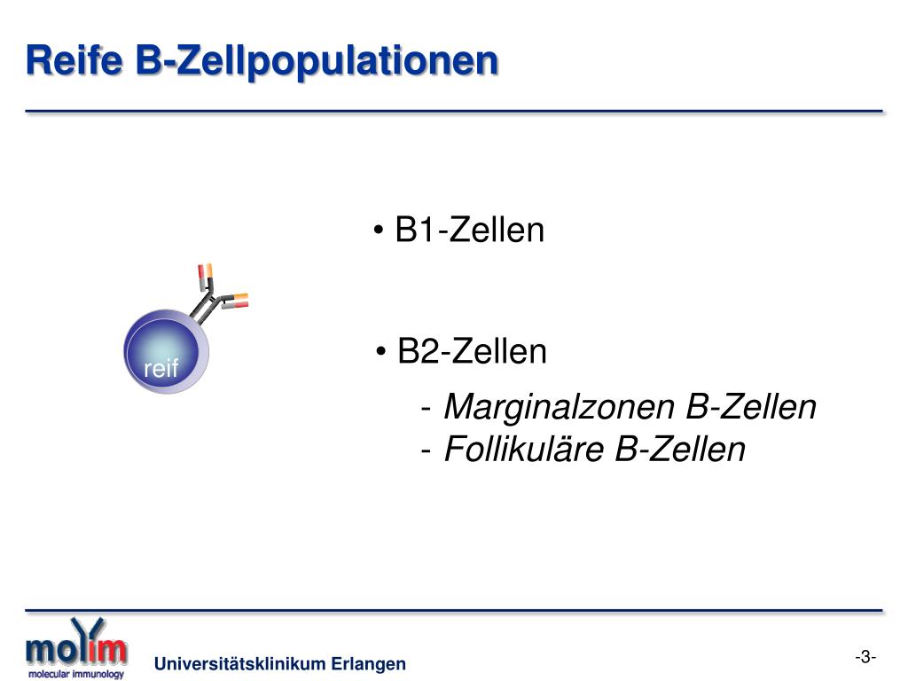 PPT - Merkmale: B1-, Marginalzonen- und Follikuläre B-Zellen Andrea ...