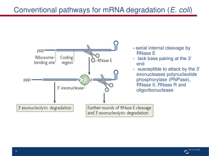 PPT - mRNA decay - regulating gene expression - PowerPoint Presentation ...