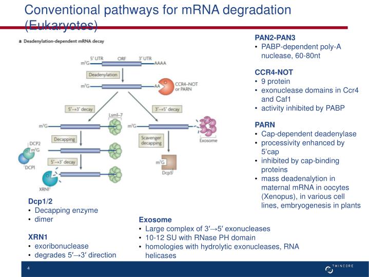 PPT - mRNA decay - regulating gene expression - PowerPoint Presentation ...