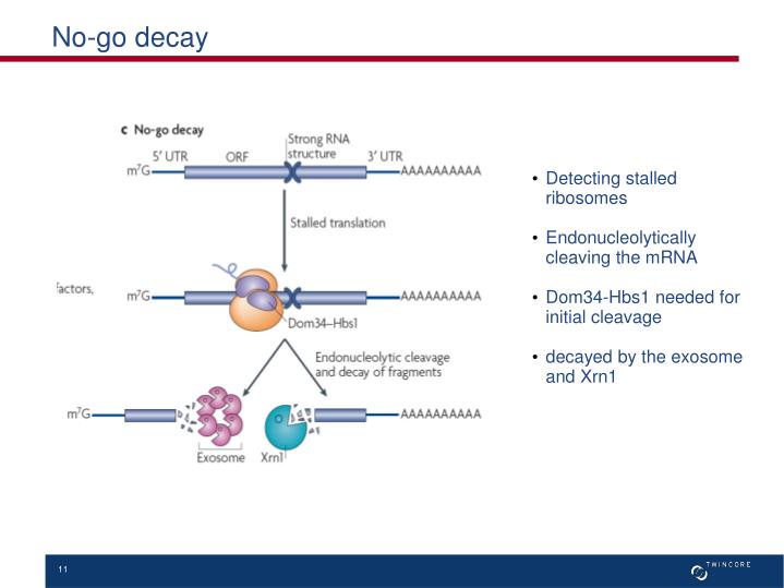PPT - mRNA decay - regulating gene expression - PowerPoint Presentation ...
