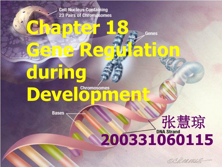 PPT - Chapter 18 Gene Regulation during Development PowerPoint ...