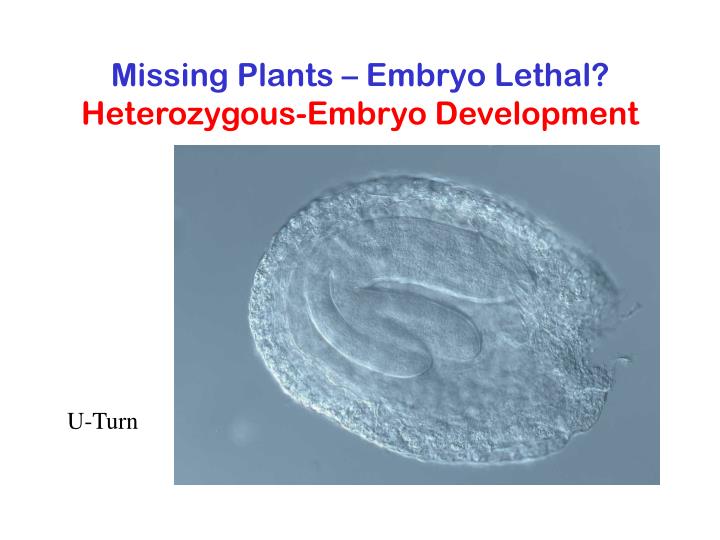 PPT - HC70AL Presentation: Gene-Knockout Analysis Arabidopsis Thaliana ...