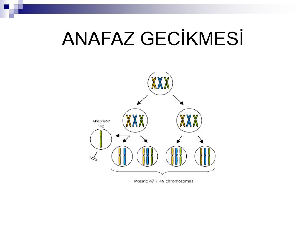 PPT - TEKRARLAYAN FETAL KAYIPLARA SİTOGENETİK YAKLAŞIM PowerPoint ...