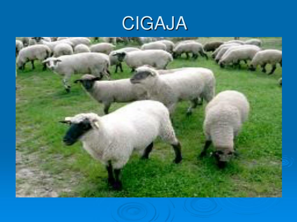 PPT - Hrvatske pasmine domaćih životinja PowerPoint Presentation, free ...