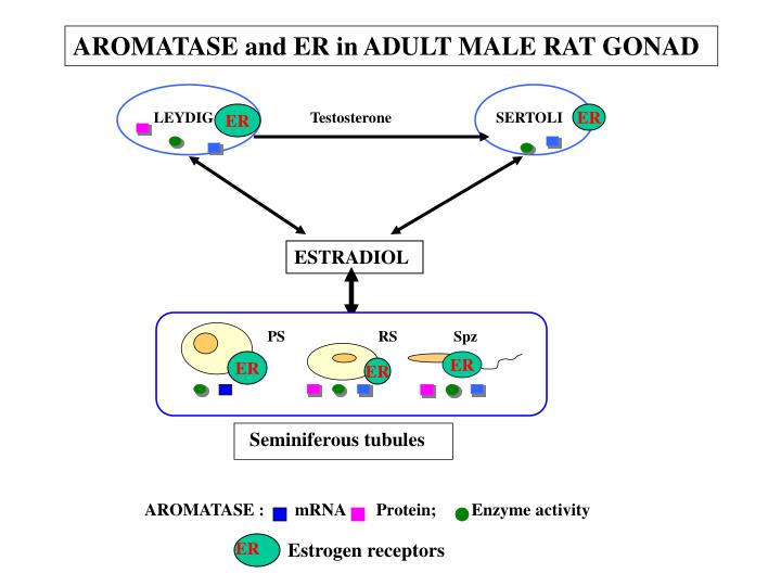PPT - AROMATASE : mRNA Protein; Enzyme activity PowerPoint Presentation ...
